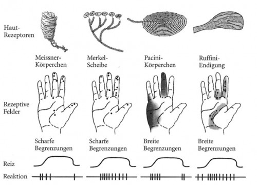 Vater-Pacini-Lamellenkörperchen | Kapitel 4 - Sinnessysteme | Repetico
