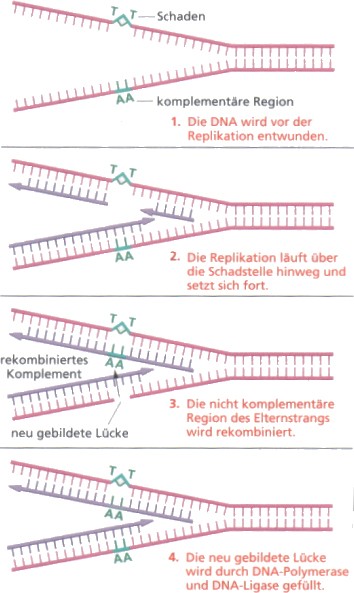 Homologe Rekombinationsreparatur | Genetik | Repetico