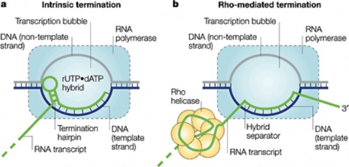 Transkription in Bakterien 5. Termination | Genetik | Repet…
