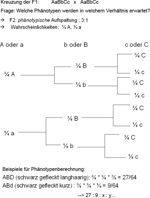 Baumdiagramm | Genetik | Repetico